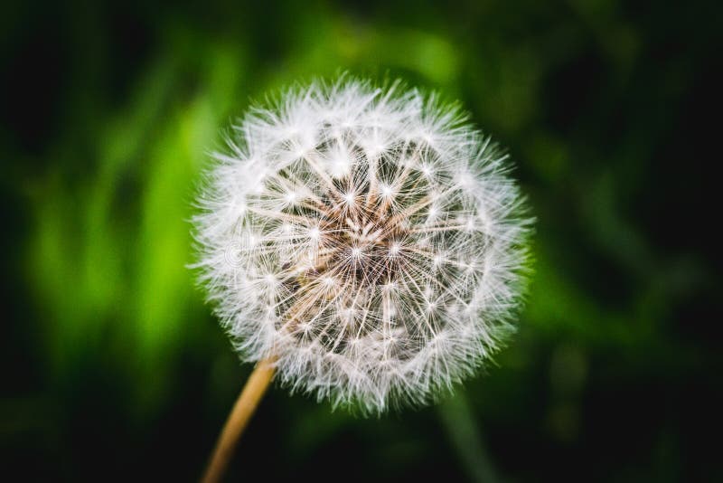 Dandelion in macro stock photo. Image of analasup3, brasil - 105500812