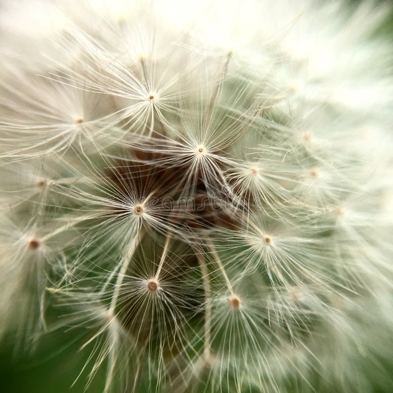 Dandelion fluff stock photo. Image of fluff, blow, zoom - 71483704