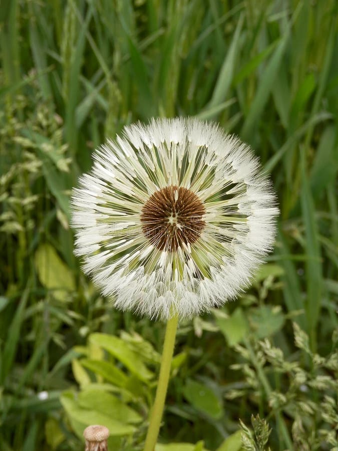 Dandelion Macro and Its Various Forms during Growth. Stock Image ...