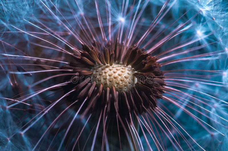 Dandelion macro magic stock image. Image of macro, whiteblue - 96807179