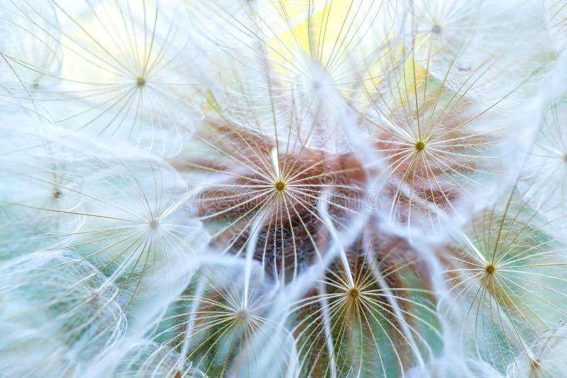 Dandelion Macro. the Middle of a Dandelion. Focus in the Center Stock ...