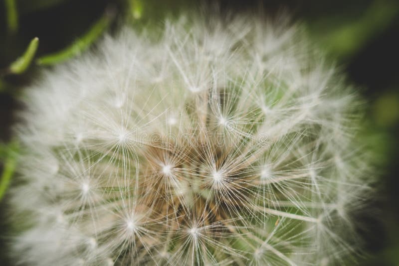 Dandelion macro photo stock image. Image of family, floral - 130454023
