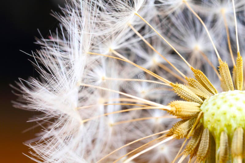 Dandelion, Macro, Seeds stock image. Image of tender - 33410499