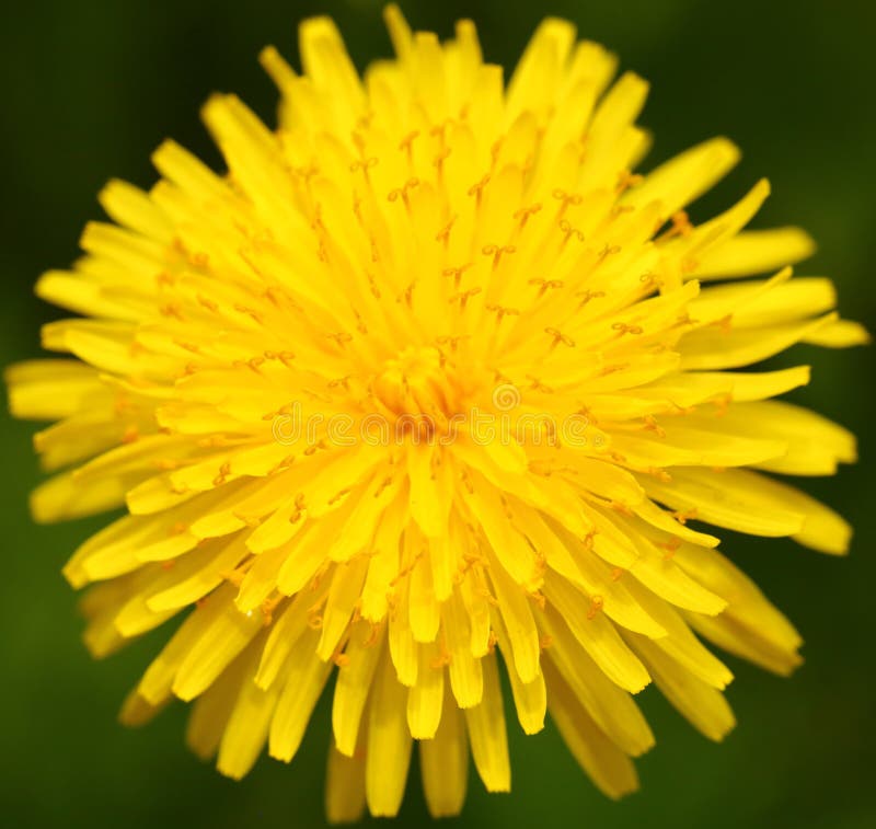 Dandelion macro stock image. Image of still, daisy, pollen - 54952073