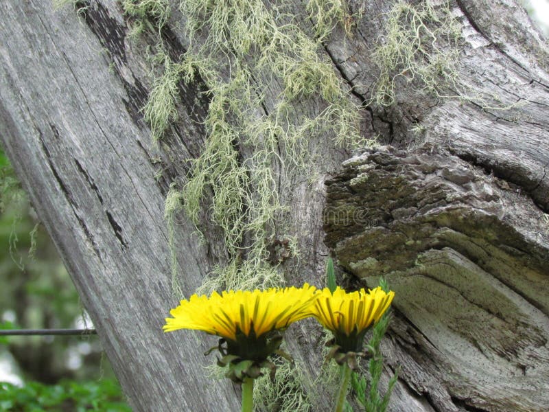 Dandelion Makes Its Way To Life Stock Photo - Image of autumn, rock ...