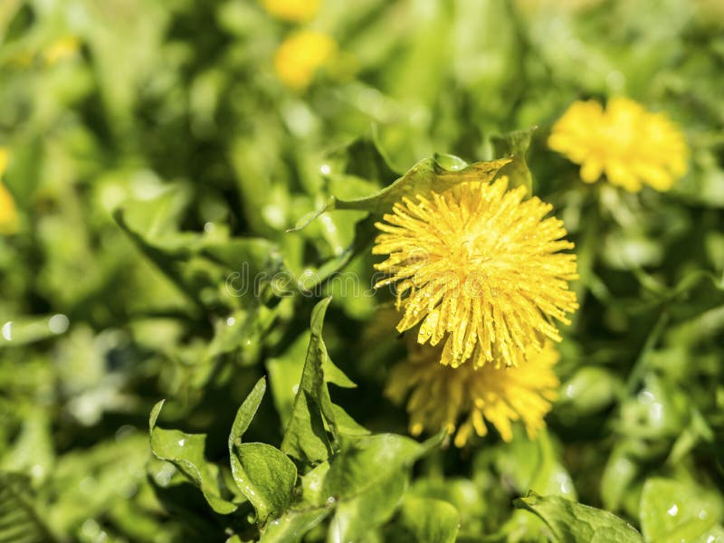 Dandelion Meadow from Above from the Air Stock Photo - Image of blooming, drone: 246725300