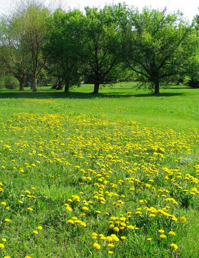Dandelion meadow stock image. Image of countryside, growth - 669513