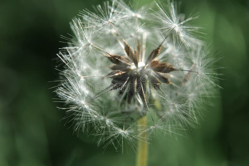 The Dandelion in a Meadow in the Early Spring Stock Photo - Image of ...