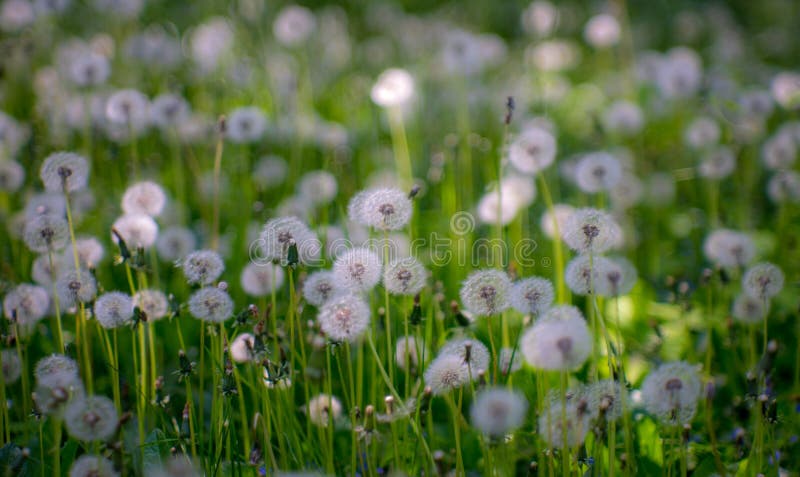 Dandelion on a meadow stock image. Image of color, growth - 115788645