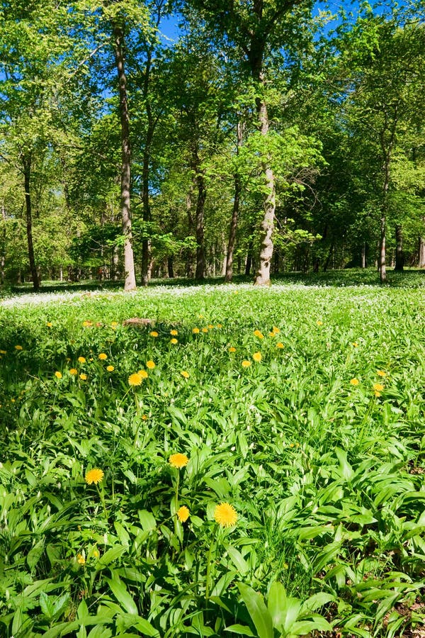 Dandelion meadow stock photo. Image of deciduous, beautiful - 67907560
