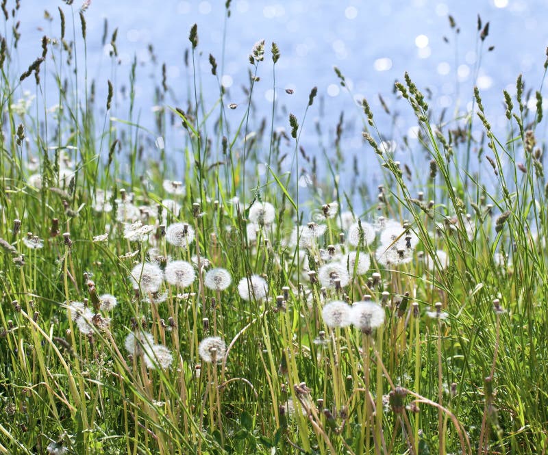 Dandelion Meadow by the River Stock Image - Image of ecology, fragile: 20939247