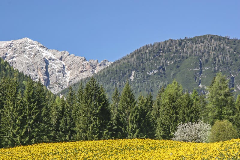 Dandelion Meadow in South Tyrol Stock Photo - Image of landscape, prags ...
