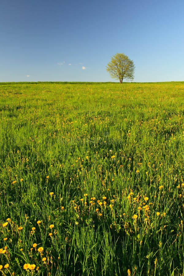 Panorama of Summer Meadow with Green Grass, Trees and Blue Sky. Stock ...