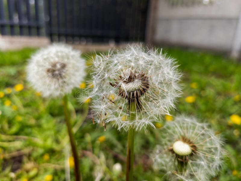 A Dandelion in the Middle of a Field of Yellow Flowers Stock Image ...