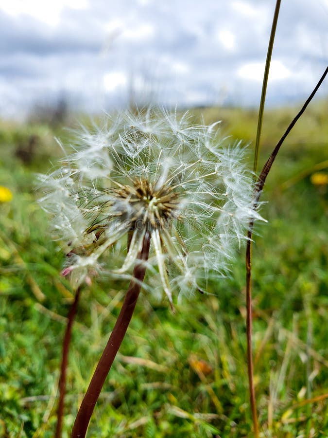 Dandelion nature new stock photo. Image of nature, green - 215401656