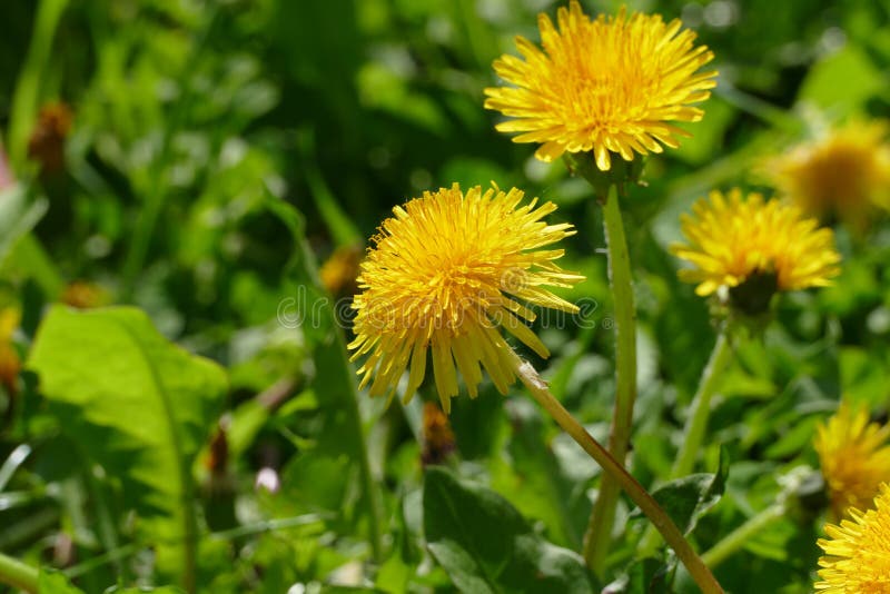 Dandelion stock photo. Image of floral, environment - 117241776