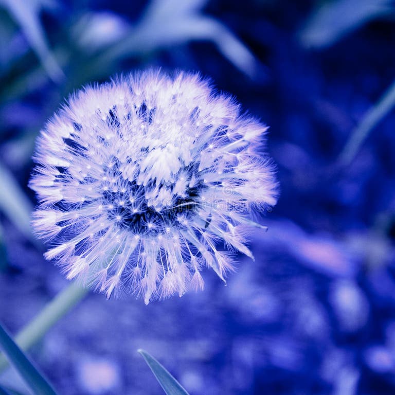 Dandelion at night stock photo. Image of flora, design - 30655402