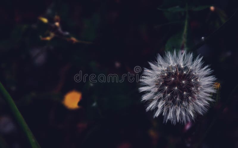 Dandelion at night stock photo. Image of flowers, colorful - 90215368
