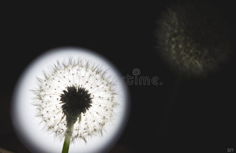 Dandelion at night stock photo. Image of nature, village - 136443390