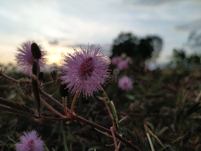 Dandelion Object and Sunrise Stock Photo - Image of branch, field ...