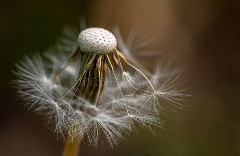 Dandelion Old with Fluff, Brown Background Stock Photo - Image of leaf ...