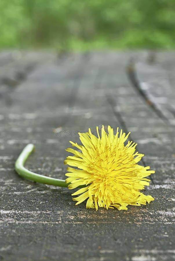 Dandelion stock image. Image of season, growth, flower - 54045211
