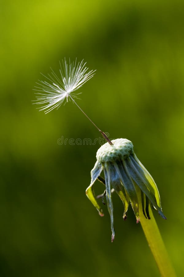 Dandelion with only One Seed in the Wind Stock Image - Image of ...