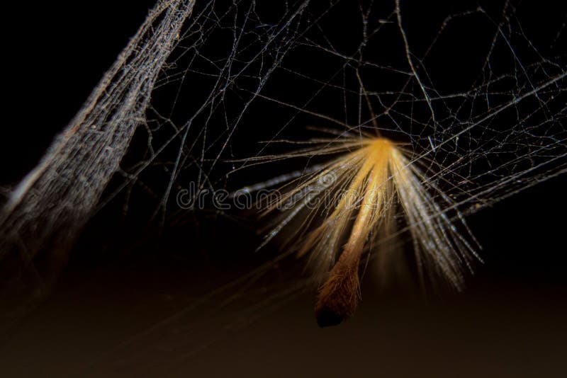 Dandelion Pappus on a Cobweb on a Blurred Dark Background Stock Image ...