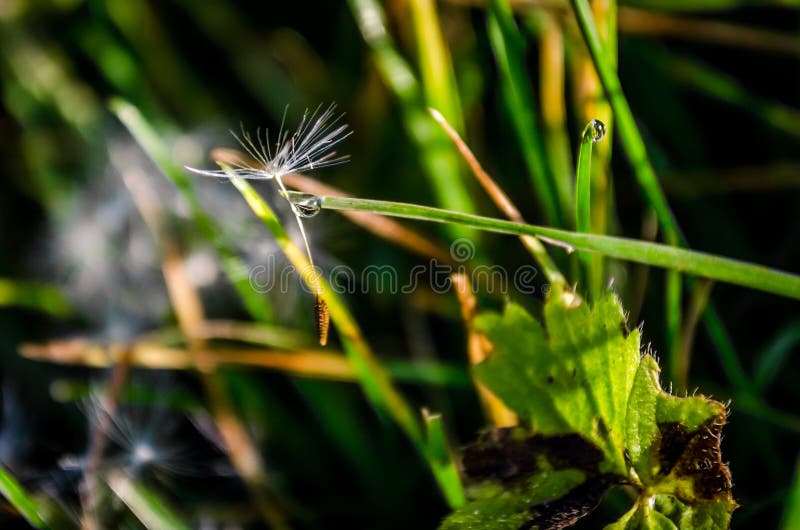Dandelion Pappus, Baden Wuttenberg Stock Photo - Image of meadow ...