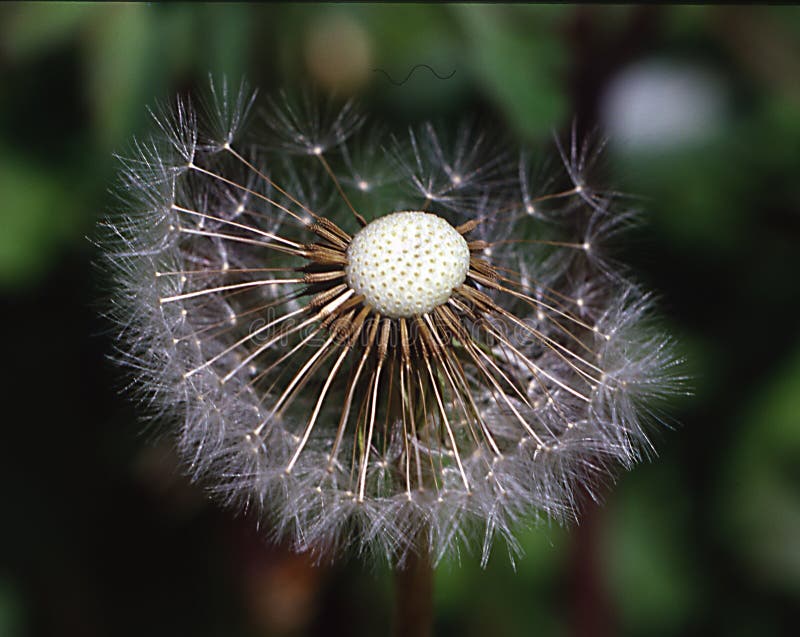 Dandelion with Parachute-like Seeds Stock Image - Image of flowers ...
