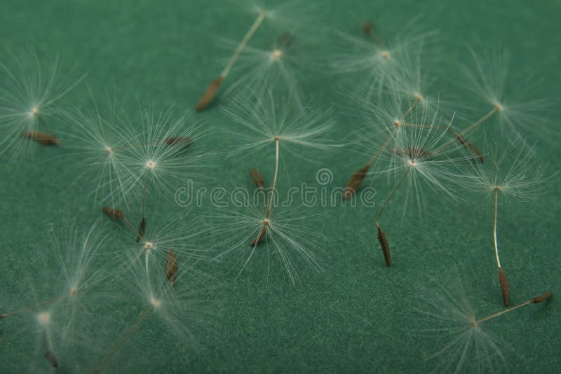 Parachute seeds stock photo. Image of close, launch, wind - 79342038