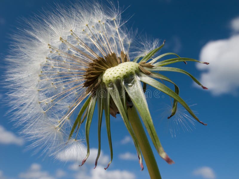 Dandelion parachutes stock image. Image of weed, clouds - 19445973
