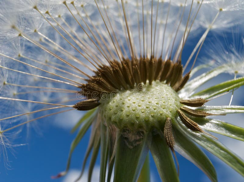 Dandelion parachutes stock image. Image of field, germinate - 19445975