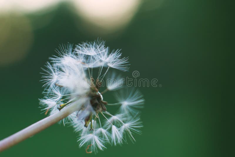 Dandelion& X27;s Parachutes Stock Image - Image of seeds, nature: 148835417