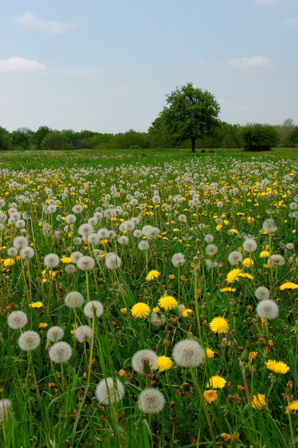 Dandelion in a pasture stock photo. Image of grassland - 13894222