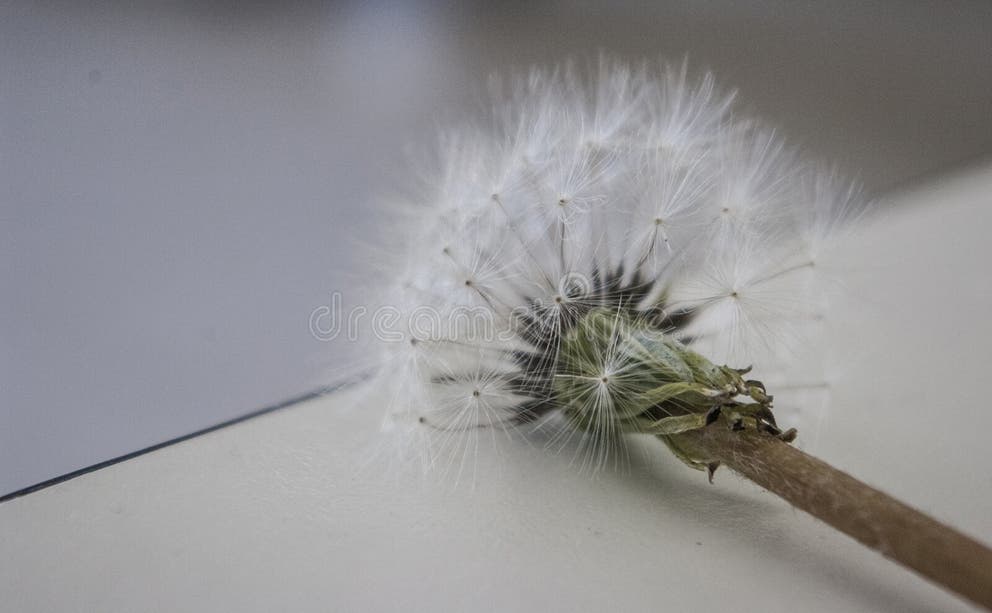 Dandelion stock photo. Image of decierto, frogs, afternoon - 96338664
