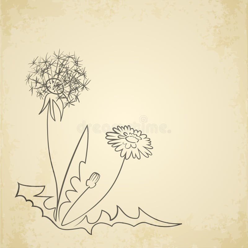 Dandelion Pencil Artwork on Paper Background Stock Vector ...