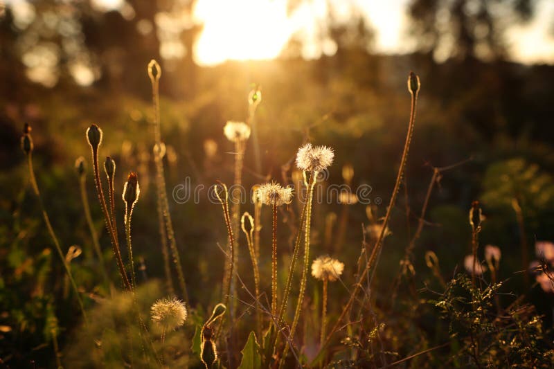Dandelion Plant in the Forest Stock Image - Image of grass, bloom ...