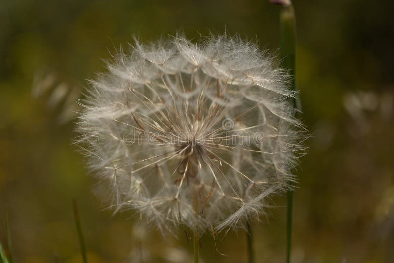 Seed Dispersal from Dandelion Stock Image - Image of falling, seeds ...