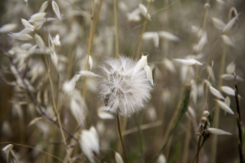 Wind Pollination Wheat Stock Photos - Free & Royalty-Free Stock Photos ...