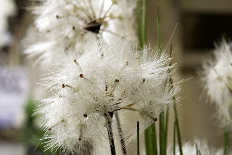 Wind Pollination Wheat Stock Photos - Free & Royalty-Free Stock Photos ...