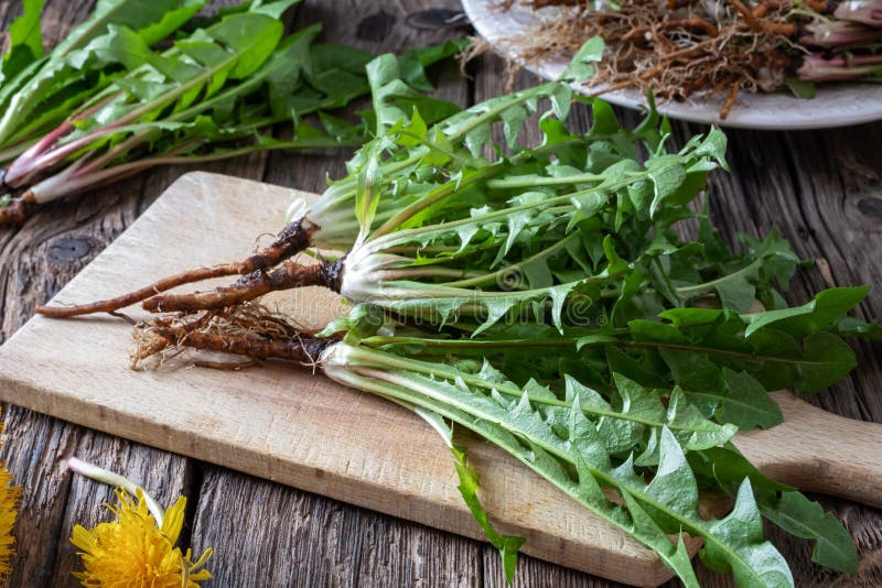 Dandelion Plants with Roots on a Cutting Board Stock Photo - Image of ...