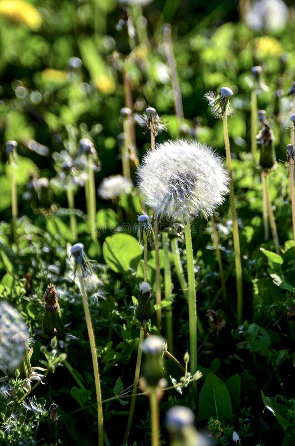 Dandelion plume stock photo. Image of weed, stalk, grass - 82545710