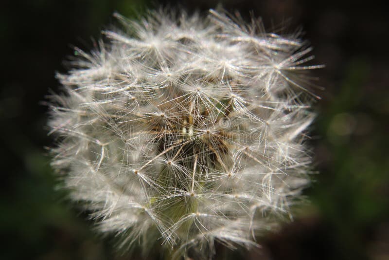 Dandelion stock image. Image of flowers, puff, alive - 34660857