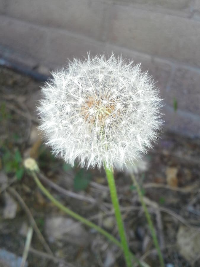 Dandelion puff ball stock image. Image of tuft, close - 53408125