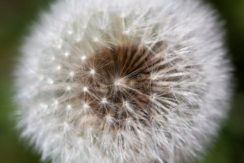 Dandelion Puff stock photo. Image of spread, blow, bloom - 94989836