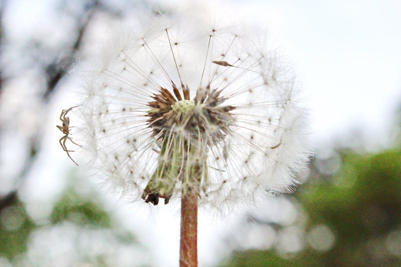 Dandelion puff stock image. Image of children, child - 258072713