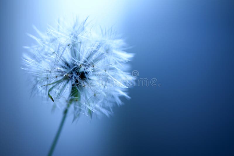 Dandelion Puffball stock photo. Image of spring, weed - 60559650