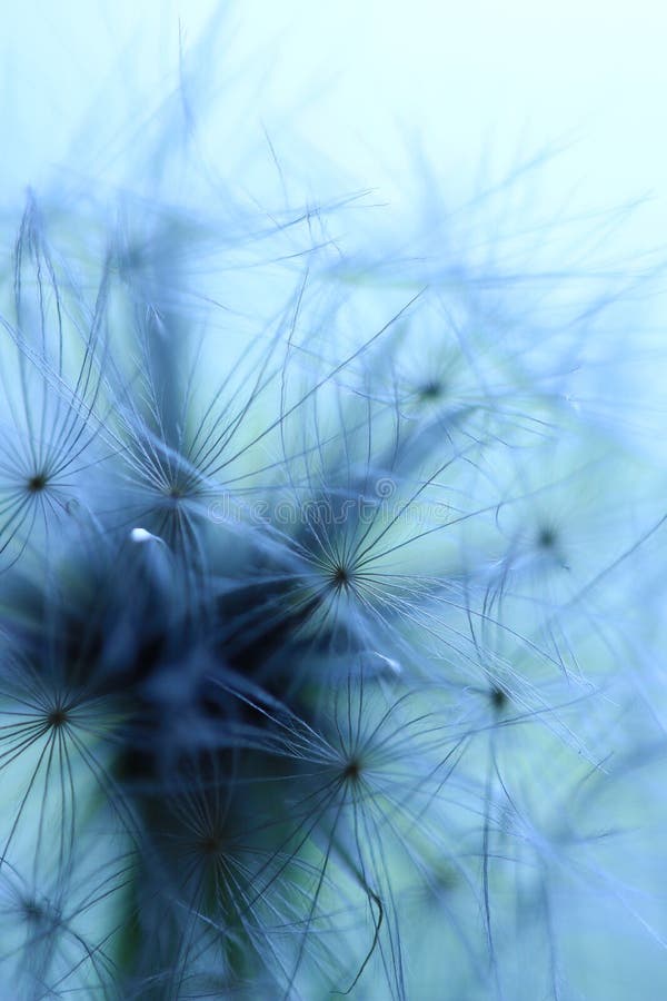 Dandelion Puffball stock photo. Image of natural, fluffy - 60569146