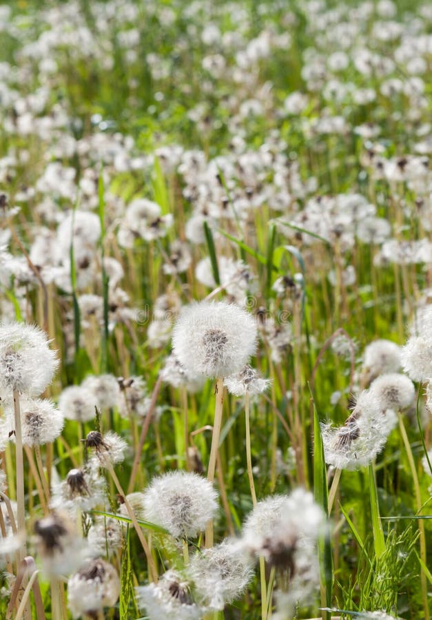 Dandelion puffs stock photo. Image of puff, june, nature - 38067746
